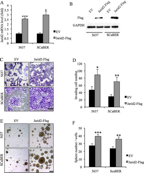 Ectopic Over Expression Of Jarid2 Promotes Invasive Capacities And Download Scientific Diagram