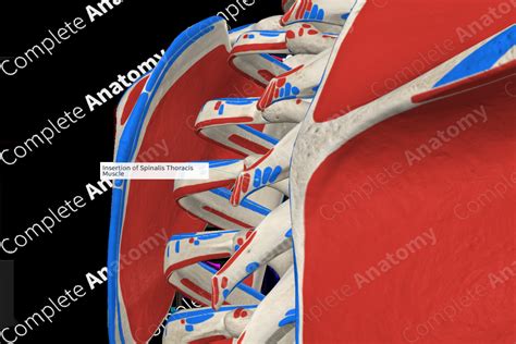 Insertion Of Spinalis Thoracis Muscle Complete Anatomy