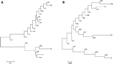 Mitochondrial Control Region Derived Population Trees Constructed Using