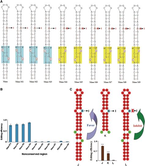 RNA Editing Is Modulated By A Structural Switch At The Non Conserved Download Scientific