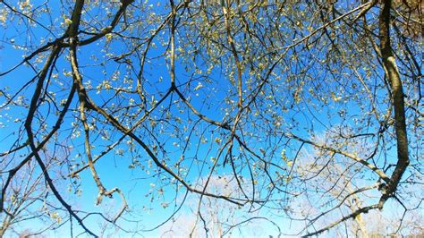 Blue Sky Nil Akash Stock Photo Image Of Spring Akash 127612986
