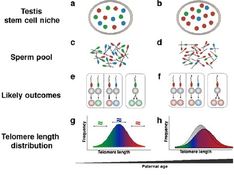 A Model Of Selection And Clonal Expansion Germ Stem Cells Gscs And Download Scientific