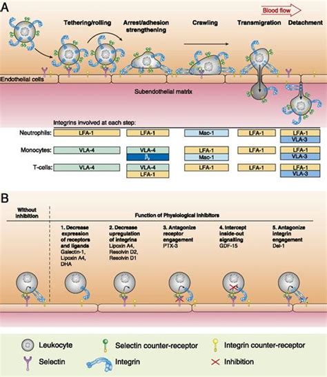 Integrin Regulation During Leukocyte Recruitment The Journal Of