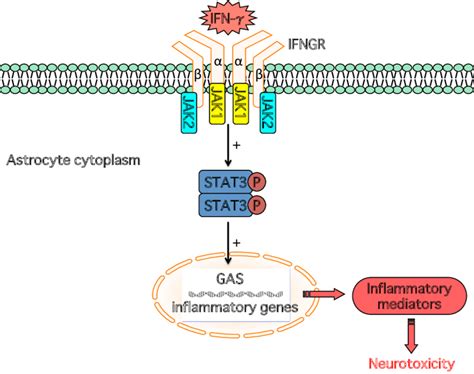 Ifn γ Signal Transduction Of Human Astrocyte Neurotoxicity Activation Download Scientific