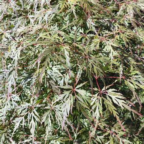 Acer Palmatum Var Dissectum Orangeola Kiefer Nursery Trees