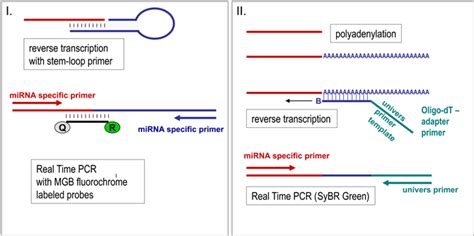Rna Quantification By Real Time Pcr For Pcr Amplification The Short