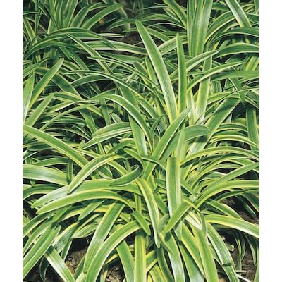 Tray Variegated Liriope Plants Bulbs And Seeds At