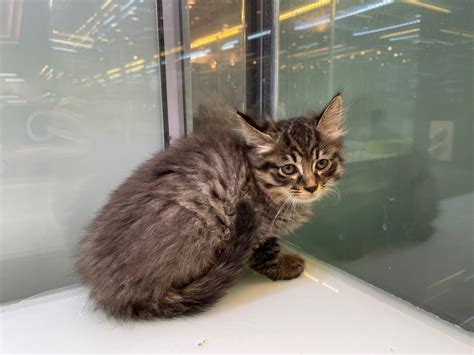 믹스묘 까망이 포메라니안키우는방법 말티즈키우는방법 말티푸키우는방법 푸들키우는방법 먼치킨키우는방법 랙돌키우는방법 브리티쉬숏헤어키우는방법 스코티쉬폴드키우는방법 러시안블루키우는