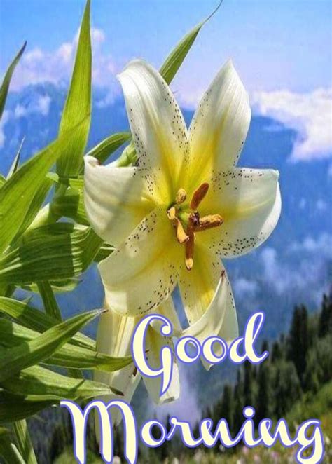 Good Morning Wishes Lily Flowers Images Desi Comments