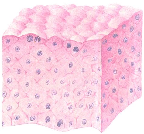 61变移上皮 基础医学 医学