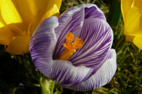 Free Images Flower Spring Botany Blue Flora Wildflower Flowers