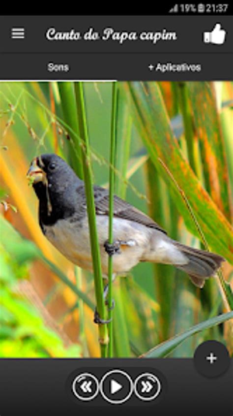 Canto Do Papa Capim For Android Download