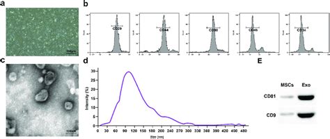 Identification Of Bmscs And Bmscs Exo A Morphology Of Bmscs Of P3 B