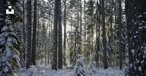 낮에는 눈 덮인 나무 사진 Unsplash의 무료 숲 이미지