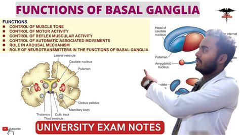 Basal Ganglia And Thalamus Functions