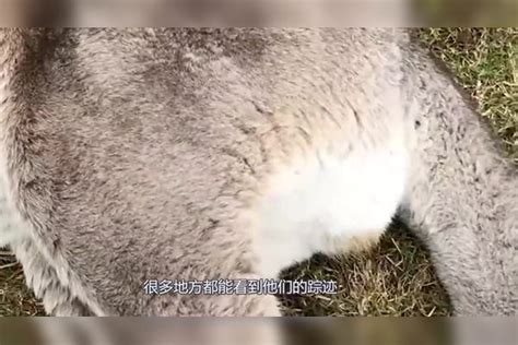 袋鼠被人类一拳打懵之后一只山羊只因多看了它几眼被捶成智障 只山羊 一拳 袋鼠