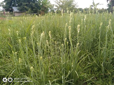 နတ်မောက်မြို့ဘုရားပန်းဈေးကွက်သို့ နှင်းပန်းများဝင်ရောက် Information And Public Relations