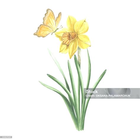 나비와 함께 수선화 수채화 정원 노란 꽃입니다 고립 된 손으로 그린 그림 와 초원 식물 곤충 카드 인쇄 패키지 섬유에 대 한 식물 그림 템플릿입니다 곤충에 대한 스톡 벡터