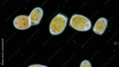 Trochophore Larvae Under A Microscope Possibly At Stage Of