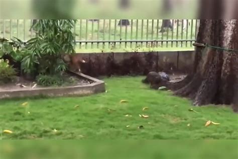 流浪母狗叼着小狗到屋檐下避雨 母爱真伟大 看完好心痛母爱小狗好心