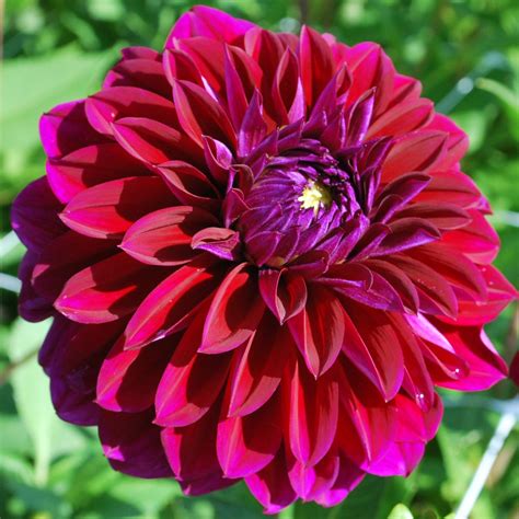 Dahlia Diva Rose Cottage Plants
