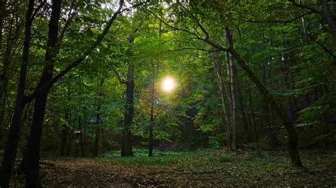 자연 숲 빛 삼림 Pixabay의 무료 사진 Pixabay