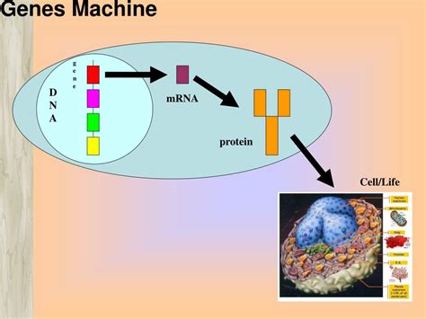 Ppt Genopolis Microarray Db A Progress Report Powerpoint Presentation