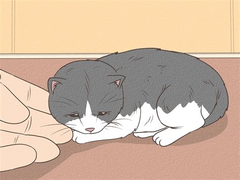 How To Breed Cats With Pictures Wikihow