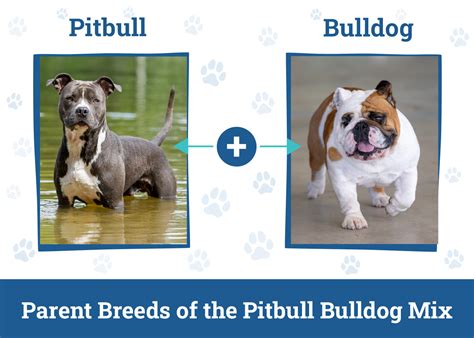 Pitbull Buldog Mix Bullypit Dog Breed Information And Pictures