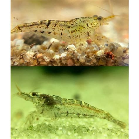 Buy Neocaridina Shrimp Uk Cherry Shrimp Blue Dream And More Ukshrimp