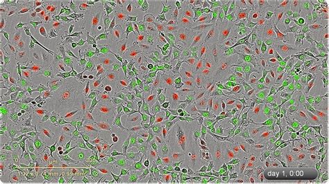 Seeing The Full Picture Real Time Analysis Of Live Cells