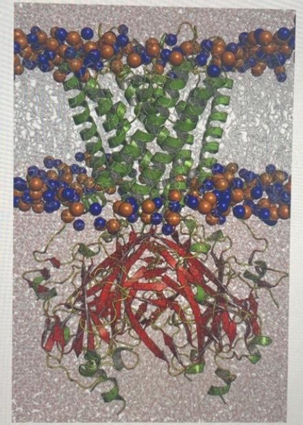 The Results Of An In Silico Structural Simulation For