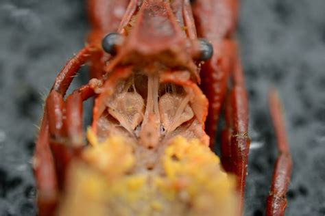 Internal Anatomy Digestive System Crayfish Digestion Digestive System