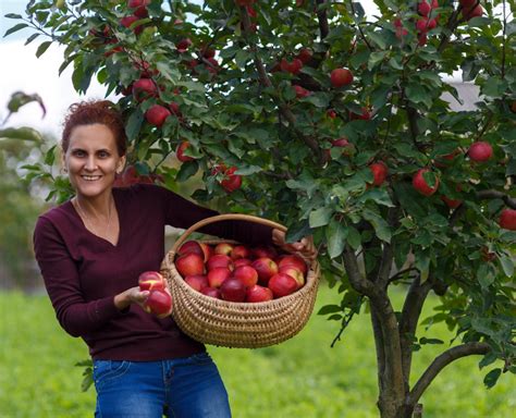 Колекція сортів яблунь різного терміну плодоношення аби врожай був весь сезон