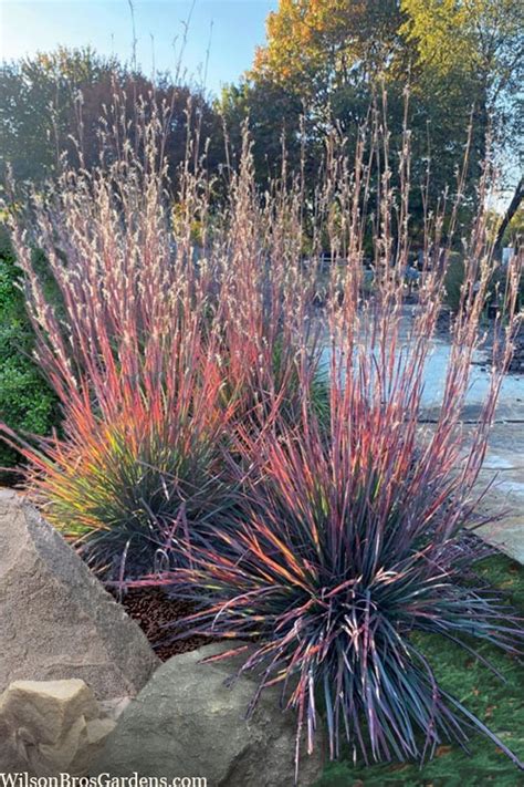Buy Standing Ovation Little Bluestem Grass Free Shipping Wilson