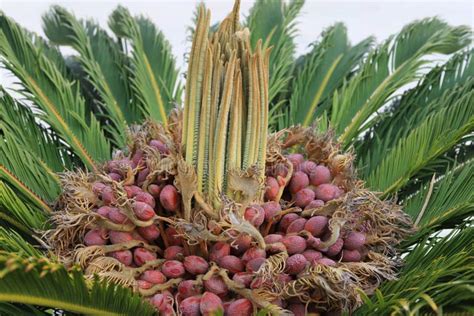 Cycad Reproductive Parts Female Cone And Seeds Sago Palm Tree Fruit