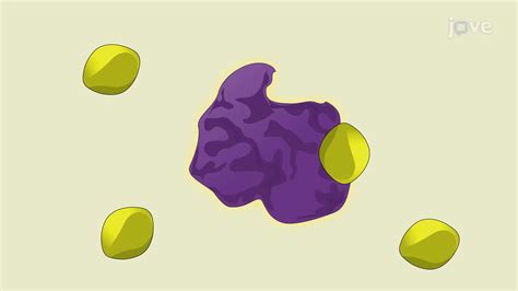 Mobility Shift Affinity Capillary Electrophoresis A Method To Analyze