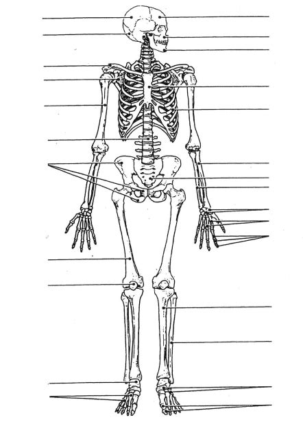 Full Skeleton Diagram Quizlet