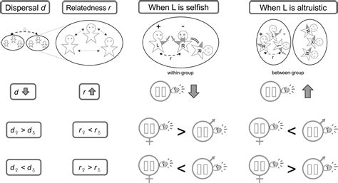 Kin Selection As A Modulator Of Human Handedness Sex Specific