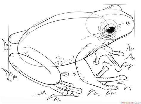 How To Draw A Leaf Green Tree Frog Step By Step Drawing Tutorials