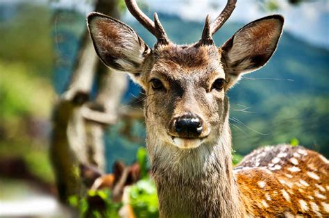 Ehd Deer Disease Outbreak Escalates Is Your Local Wildlife At Risk