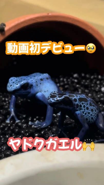 【next 861】ゆーちゃんねるtv 〜 コバルトヤドクガエル 〜動画初デビューのヤドクちゃん🤗🙌 〜 両生類動画 Shorts ヤドクガエル おすすめ オススメ 両生類