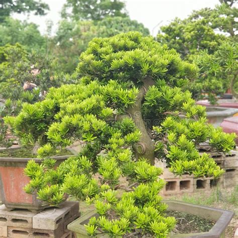Bonsai Tree Stock Image Image Of Yard Shrub Estate