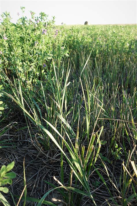 Intermediate Wheatgrass Forage U Pick