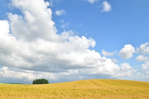 歴史コラム小麦と人類の物語人類は小麦の奴隷 旅人サイファのお出かけブログ