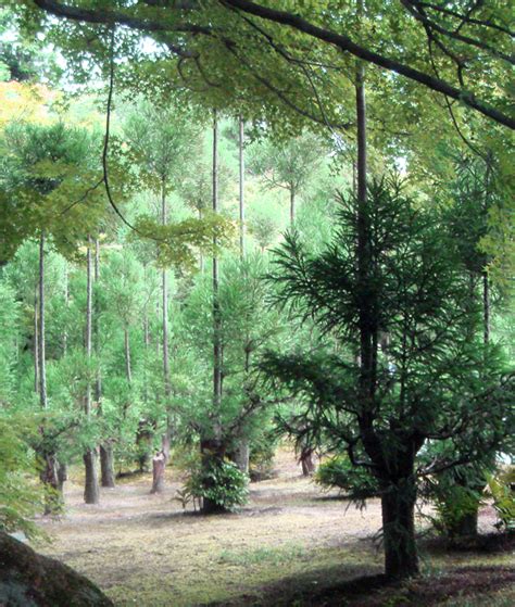 台杉がある庭 植栽・剪定 山崎造園（兵庫県宍粟市山崎町高所583 1）
