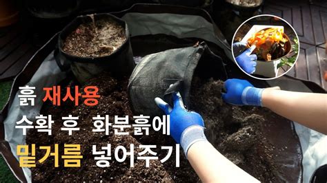 베란다 텃밭정원 흙 재사용 수확 후 화분흙에 밑거름 넣어주기 Youtube