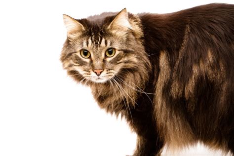 11 Maine Coon Mix Characteristics Owners Need To Know