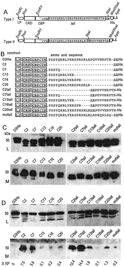 Identification Of Potential Sites For Cleavage By Systematic Deletion