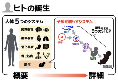 【理科】ヒトの誕生の流れをわかりやすく解説！ 5つのステップ＆知識でスッキリ理解しよう 中学受験ナビ
